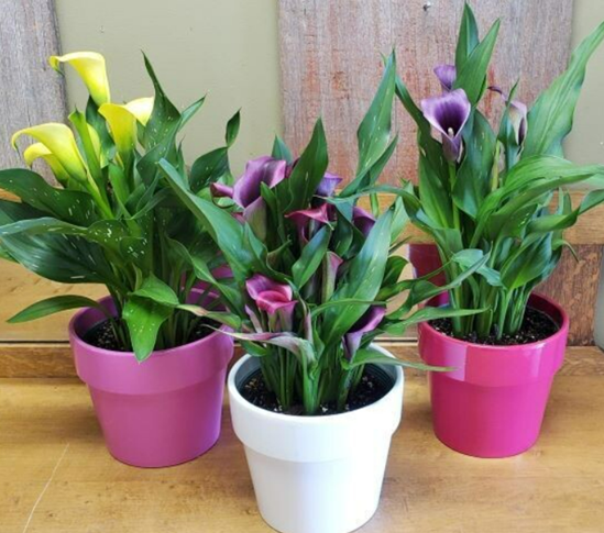 Potted Calla Lilies – PeterandPaul's EventCatering